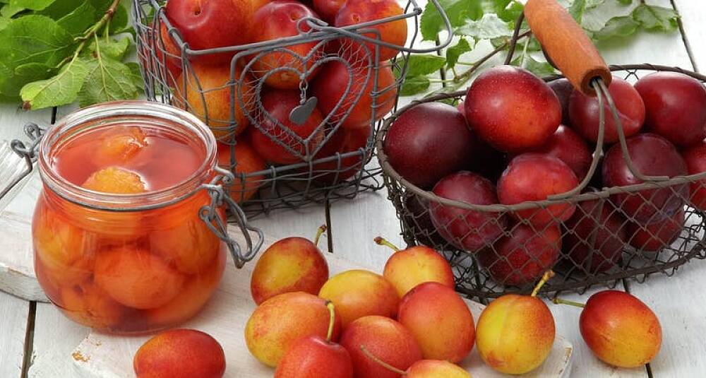 Plommeguide - oppskrift på retter med plomme - aperitif.no